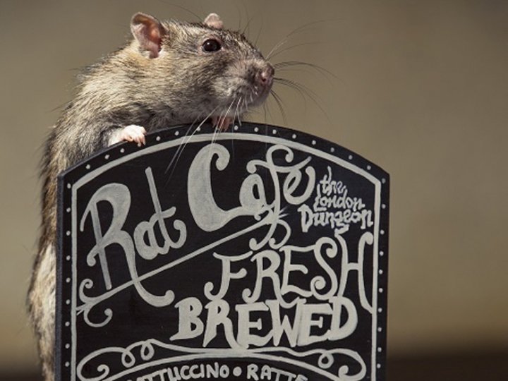 Un bar à rats ouvre à Londres - Jamais sans Maurice